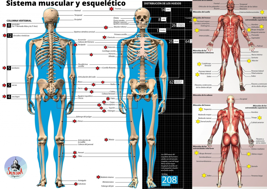 Ficha estudio sistema muscular y esquelético – Paco Moscoso